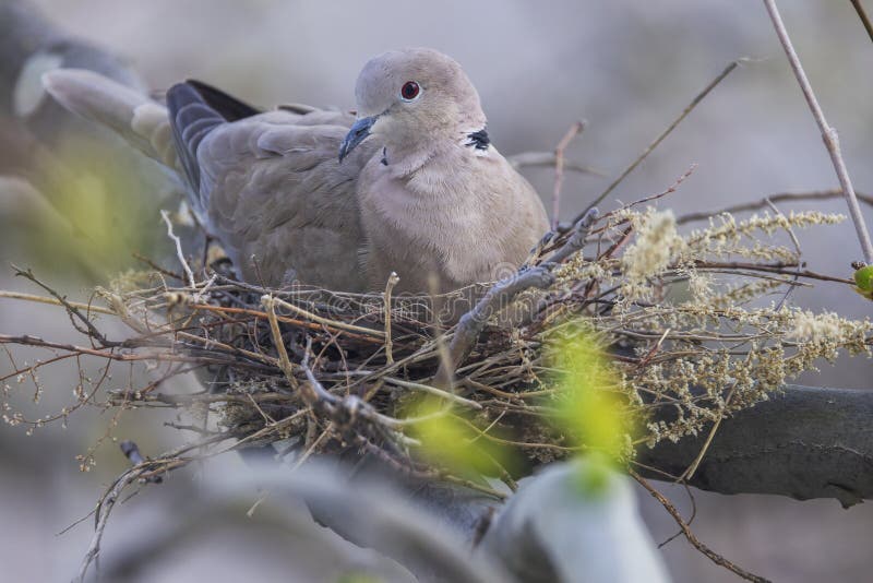 The Eurasian collared dove stock image. Image of closeup - 255317747