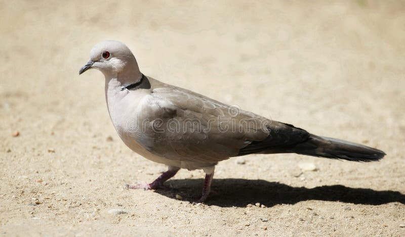 Dove at Farm and Tree Branch Stock Image - Image of soaring, peace ...