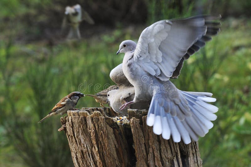 Eurasian Collared Dove Inspring on a Tree. Stock Photo - Image of ...