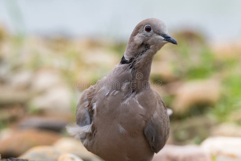 Eurasian collared dove stock photo. Image of garden, animal - 74303216
