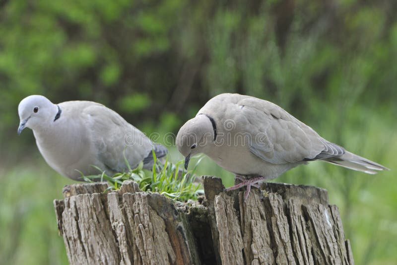 Eurasian collared dove stock photo. Image of dove, wild - 108507850