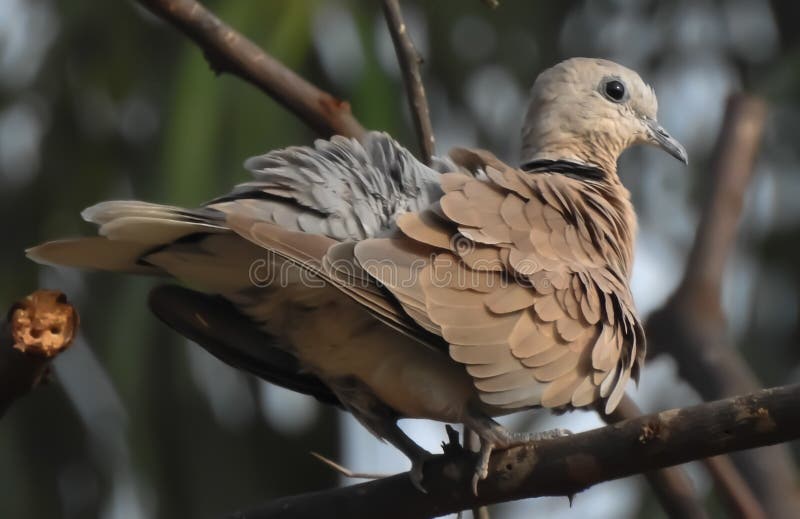 Eurasian Collared Dove Flying Isolated White Stock Photos - Free ...