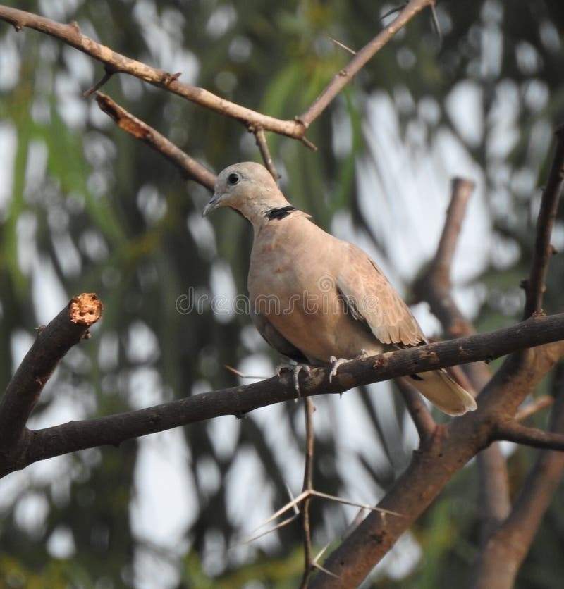 177 Collared Dove Flying Stock Photos - Free & Royalty-Free Stock ...