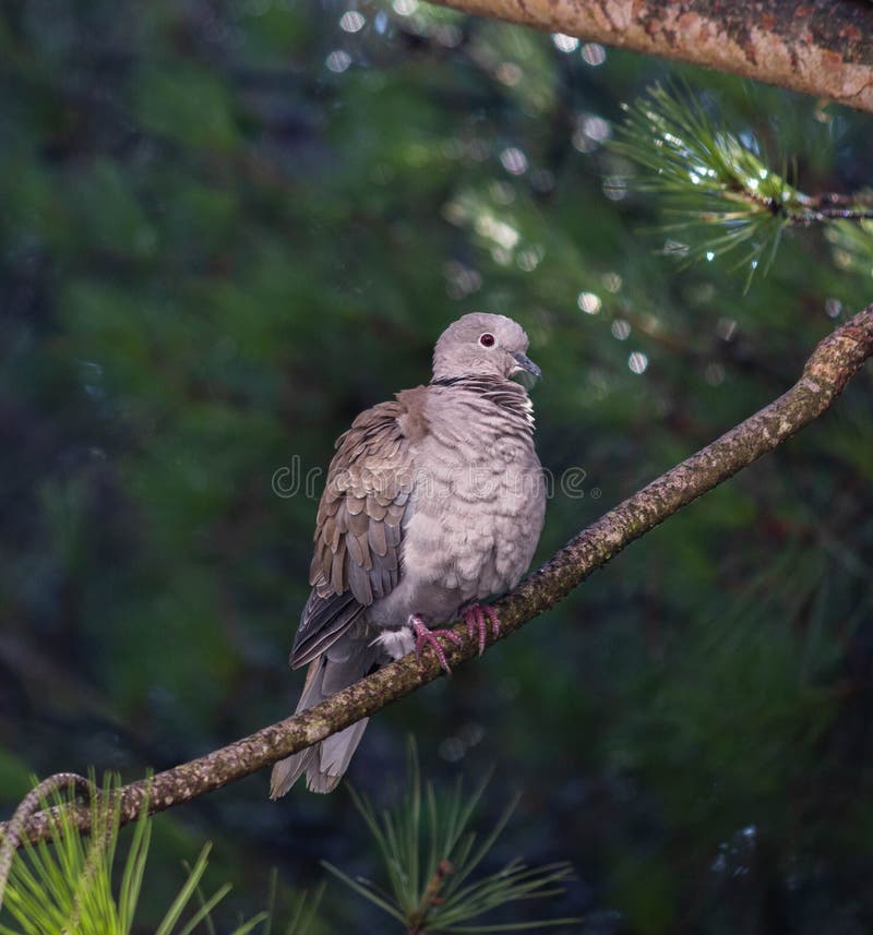 Eurasian Collared Dove Perched on a Pine Tree Branch Stock Photo ...