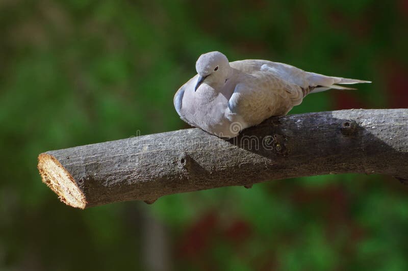 Eurasian collared dove stock image. Image of feathers - 72341283