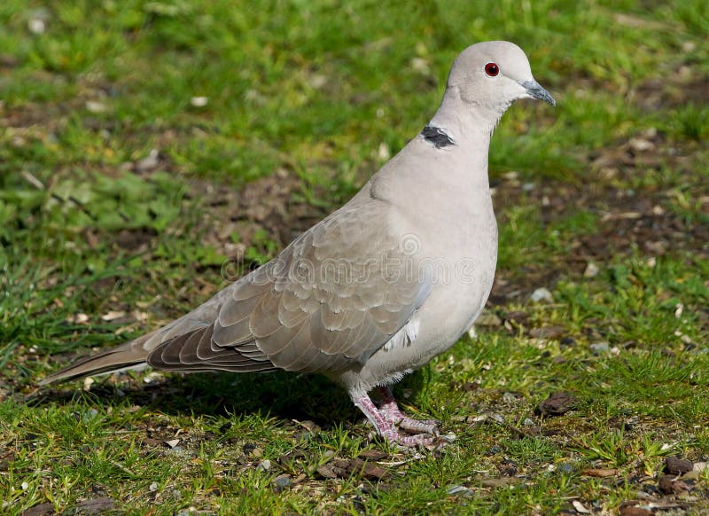 Eurasian Collared Dove stock image. Image of feathers - 64099023