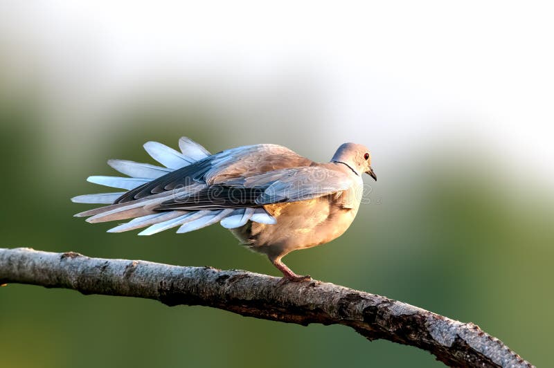 Eurasian collared dove stock image. Image of stretching - 170356885