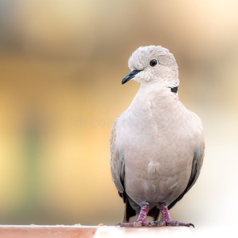 Eurasian collared dove stock photo. Image of dove, decaocto - 74964728