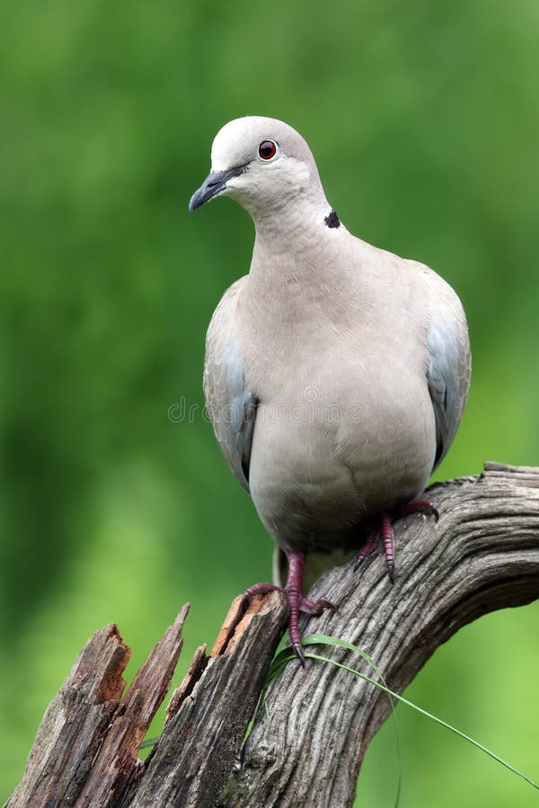 The Eurasian collared dove stock photo. Image of perching - 255317718