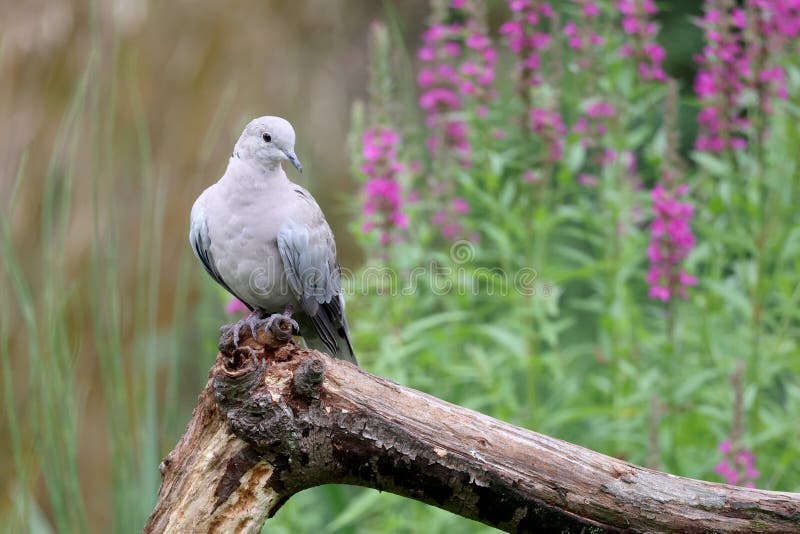 The Eurasian collared dove stock image. Image of closeup - 255317747