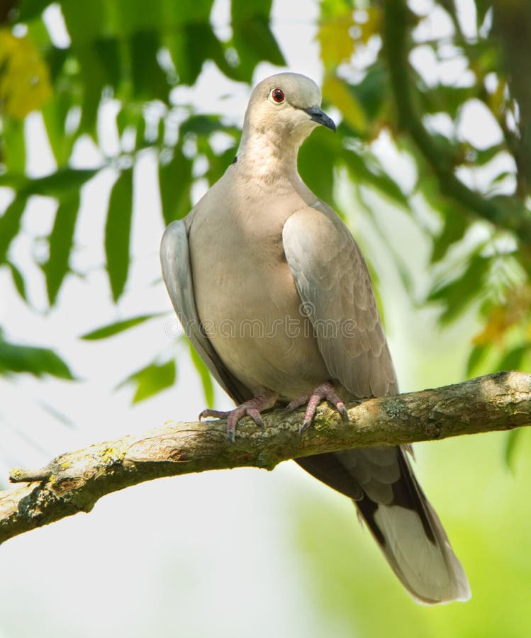 Eurasian Collared Dove (Streptopelia Decaocto) Perched on a Tree. Stock ...