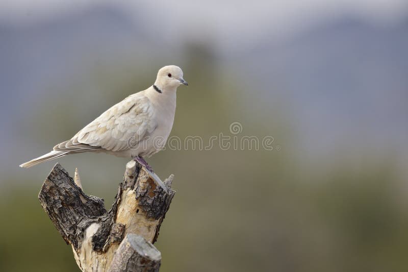 Eurasian Collared Dove Taking in the View Stock Image - Image of sights ...