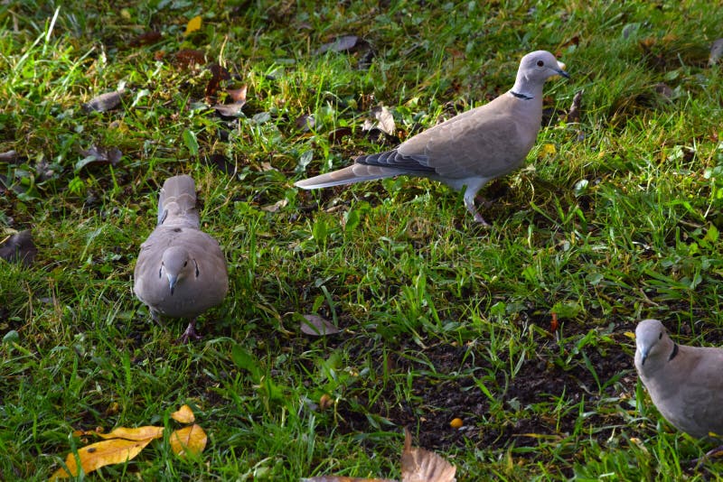 Eurasian Collared Turtle Doves 05 Stock Photo - Image of collared ...