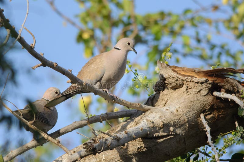 Eurasian Collared Doves stock image. Image of east, habitat - 298417377