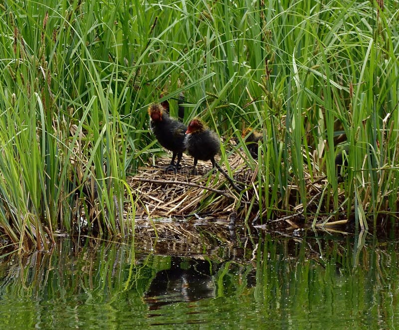 Eurasian or Common Coot, Fulicula Atra, Ducklings Stock Image - Image ...
