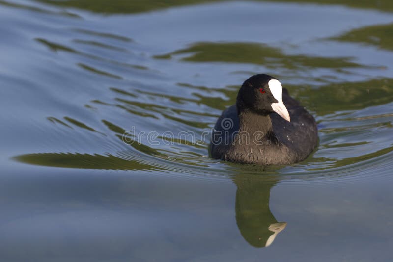 Eurasian coot stock photo. Image of coot, bird, black - 21166062