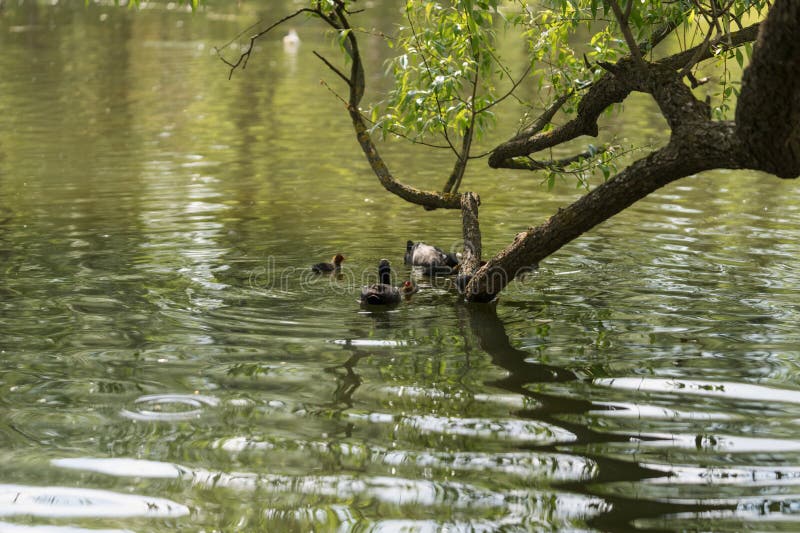 Eurasian Coot Bird Feeding Chicks on a Tree Branch in Pond Stock Image ...