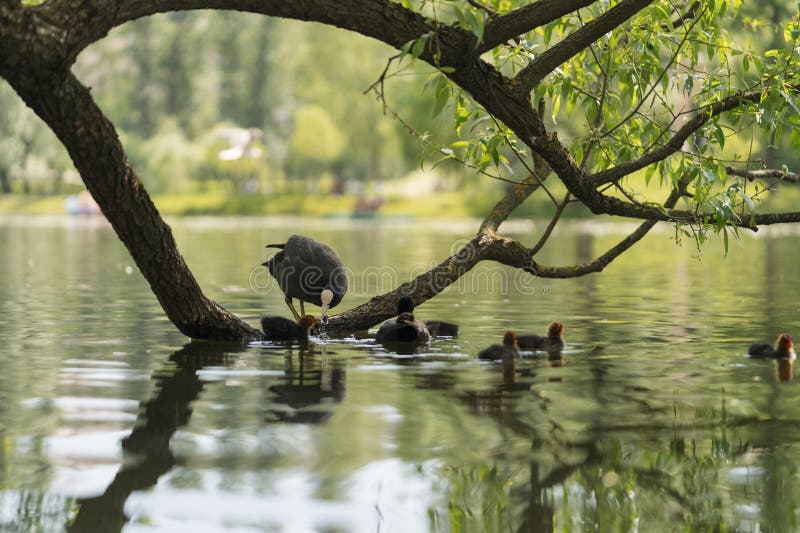 Eurasian Coot Bird Feeding Chicks on a Tree Branch in Pond Stock Image ...