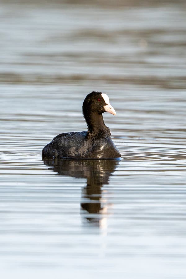 Eurasian Coot Bird stock image. Image of aquatic, bill - 388989733