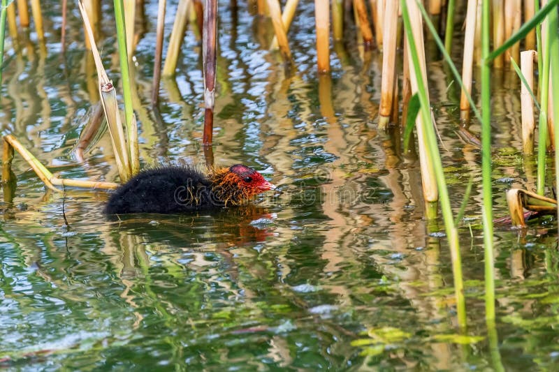Eurasian Coot Chick (Fulica Atra) Stock Photo - Image of bird, water ...