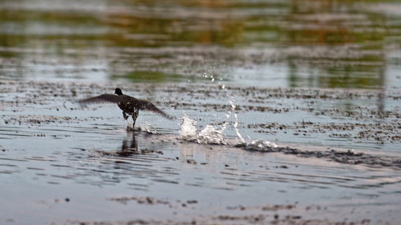 Eurasian coot stock image. Image of flying, action, takeoff - 127358939