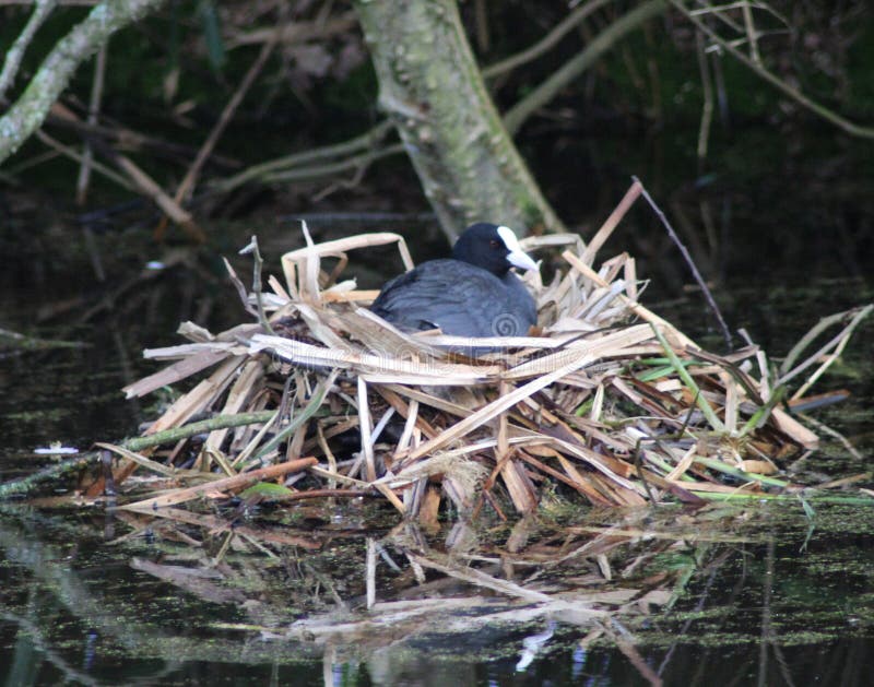Eurasian coot on nest stock image. Image of flight, closeup - 90322033
