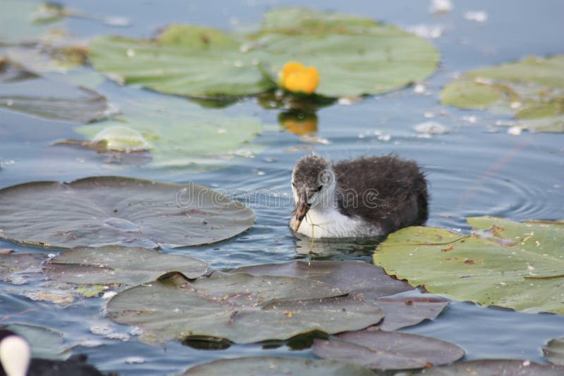 Eurasian coot in a pond stock image. Image of blue, waterbird - 255485925