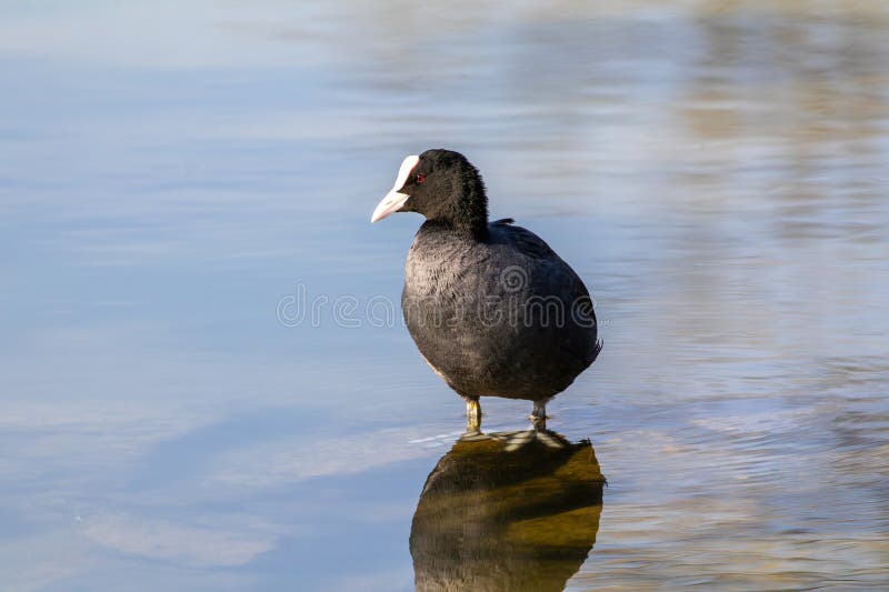 Eurasian Coot Reflecting in Water Stock Photo - Image of coot, swimming ...