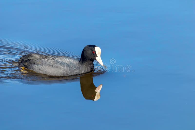 Eurasian Coot on the Water Surface Stock Image - Image of bird, closeup ...