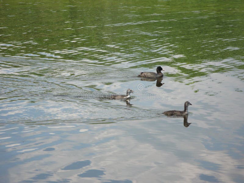 Eurasian coots stock image. Image of pond, water, reservoir - 91931651