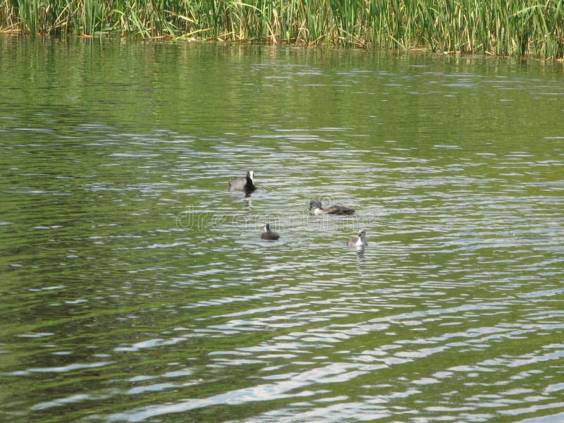 Eurasian coots stock image. Image of reservoir, frame - 91931801