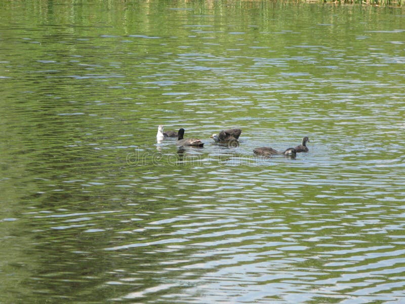 Eurasian coots stock photo. Image of summer, reservoir - 91932096
