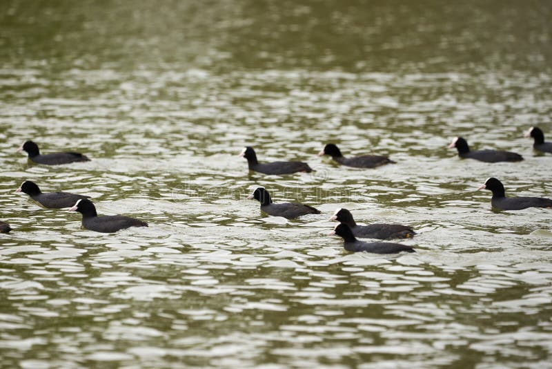 Eurasian Coots Running on Water Stock Photo - Image of background ...