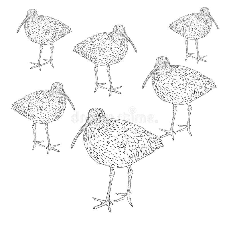 Curlew Vector Illustration Flat Style Black Silhouette Stock Vector ...