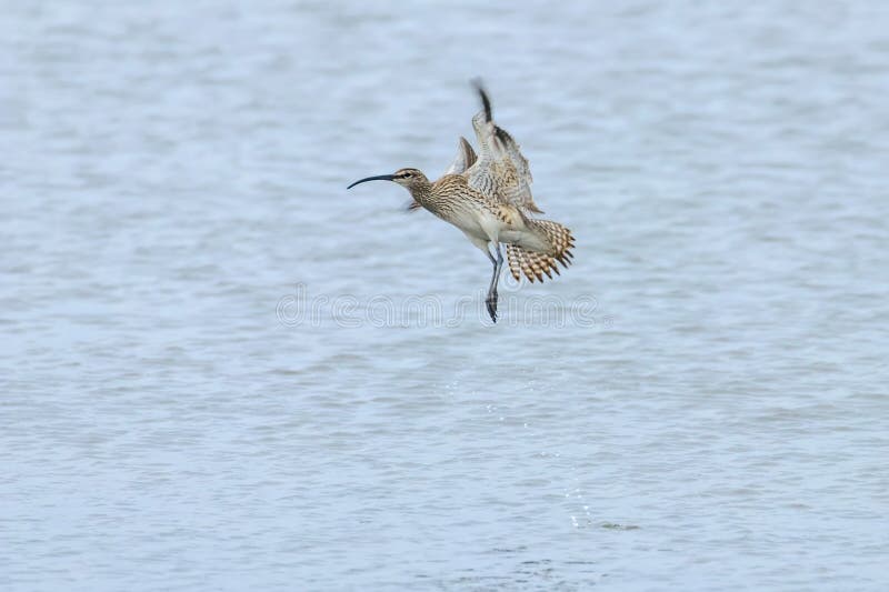 Eurasian Curlew Flying Over Water Surface Stock Photo - Image of ...