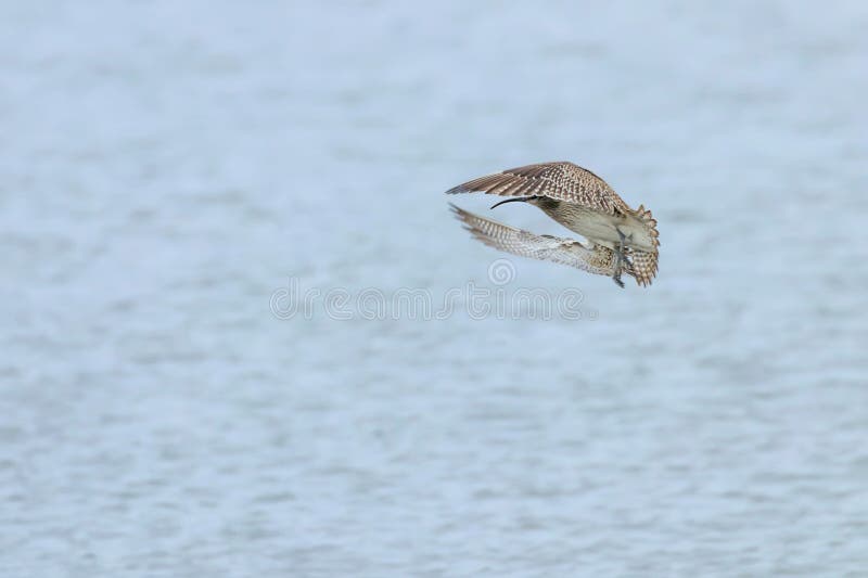 Eurasian Curlew Flying Over Water Surface Stock Photo - Image of ...