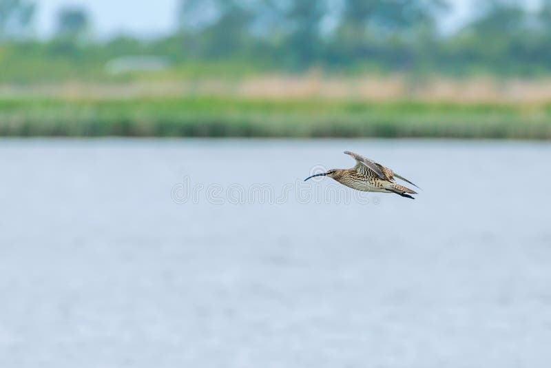 Eurasian Curlew Flying Over Water Surface Stock Photo - Image of sunny ...