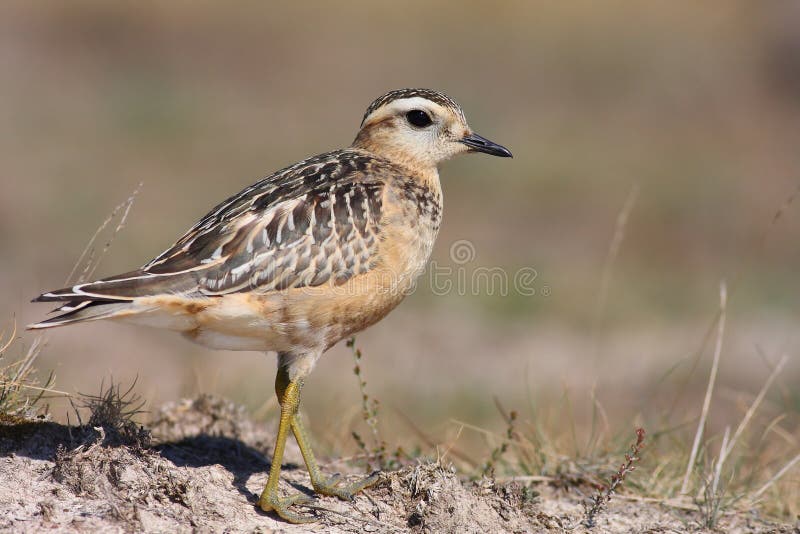 Dotterel stock photo. Image of dotterel, hungary, birds - 17530906