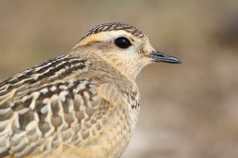 Eurasian Dotterel stock image. Image of birds, marsh - 83879475