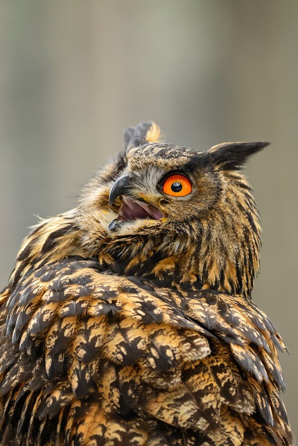 Eurasian Eagle-owl - Bubo Bub Stock Photo - Image of animals, sweden ...