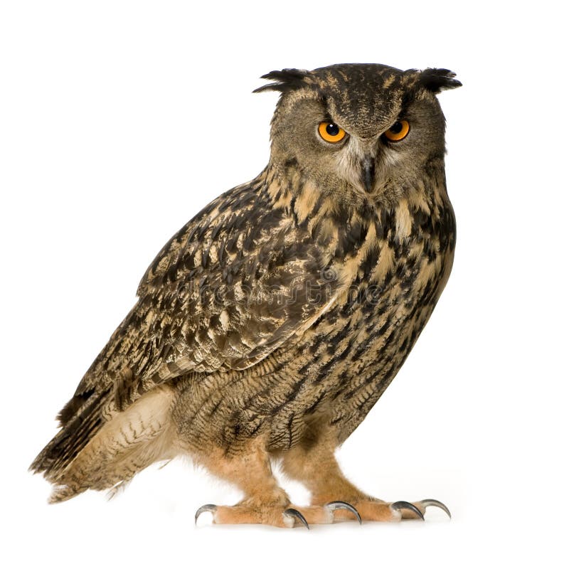 Eurasian Eagle Owl - Bubo Bubo (22 Months) Stock Image - Image of white ...