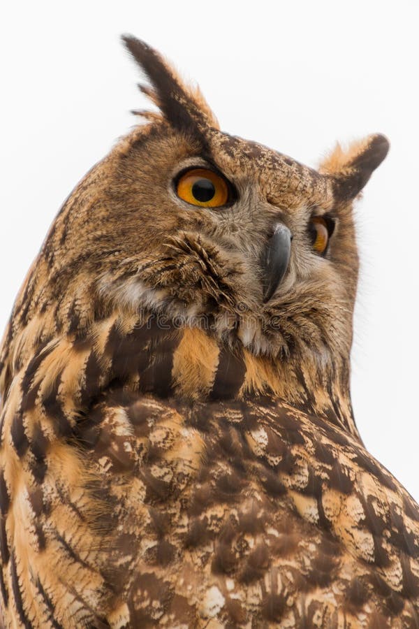 Eurasian Eagle Owl Bubo Bubo in Captivity Spreading Wings Perched on a ...