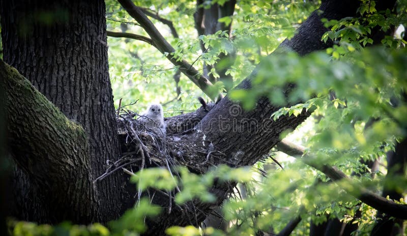 Eurasian Eagle Owl Bubo Bubo Sitting Sitting on a Nest in the Tree ...