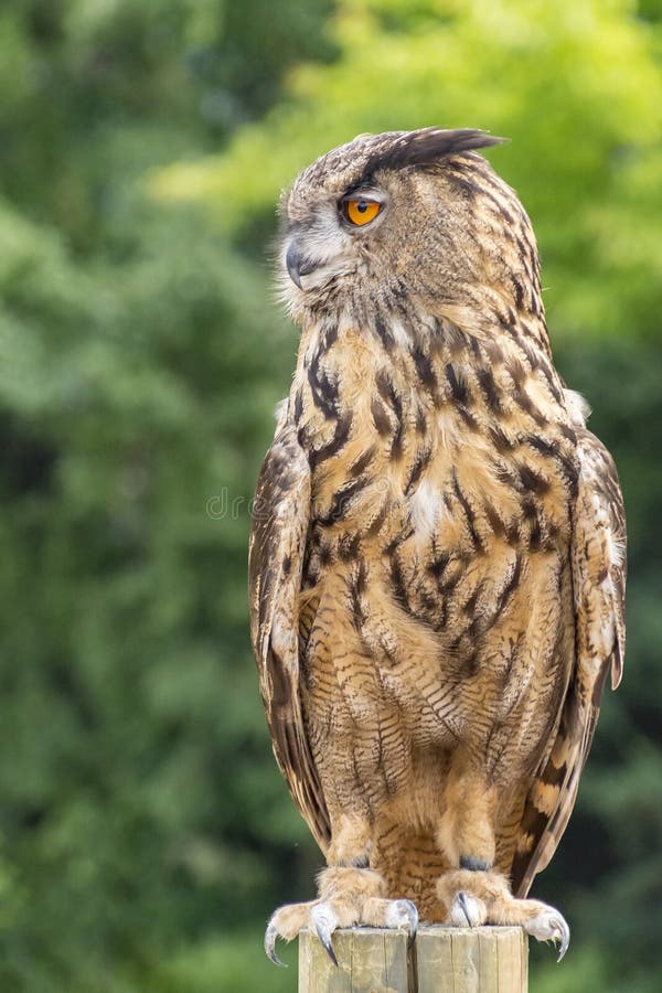 The Eurasian Eagle-owl Bubo Bubo is on a Pole Waiting for a Prey Stock ...