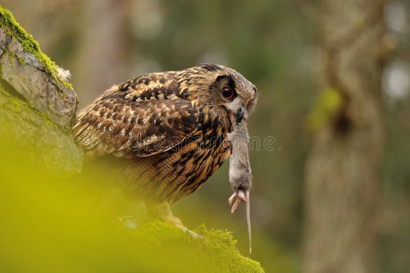 Eurasian Eagle Owl Watching His Hunt Down Mouse Prey Stock Photo ...