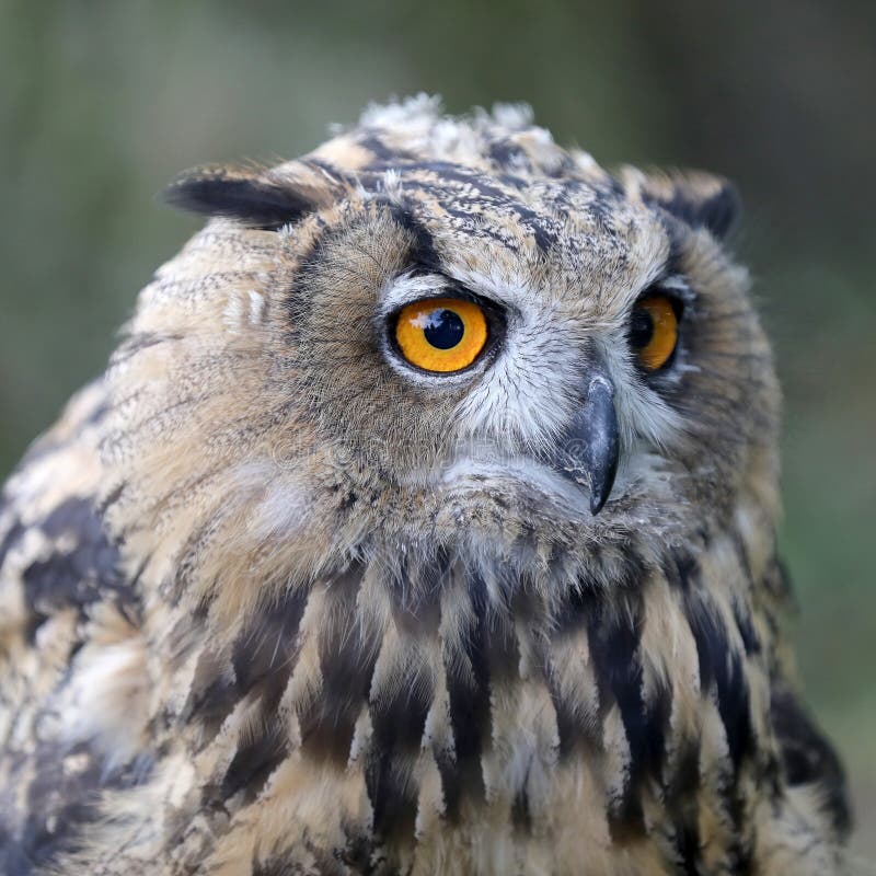Eurasian Eagle Owl stock image. Image of plumage, orange - 124516155
