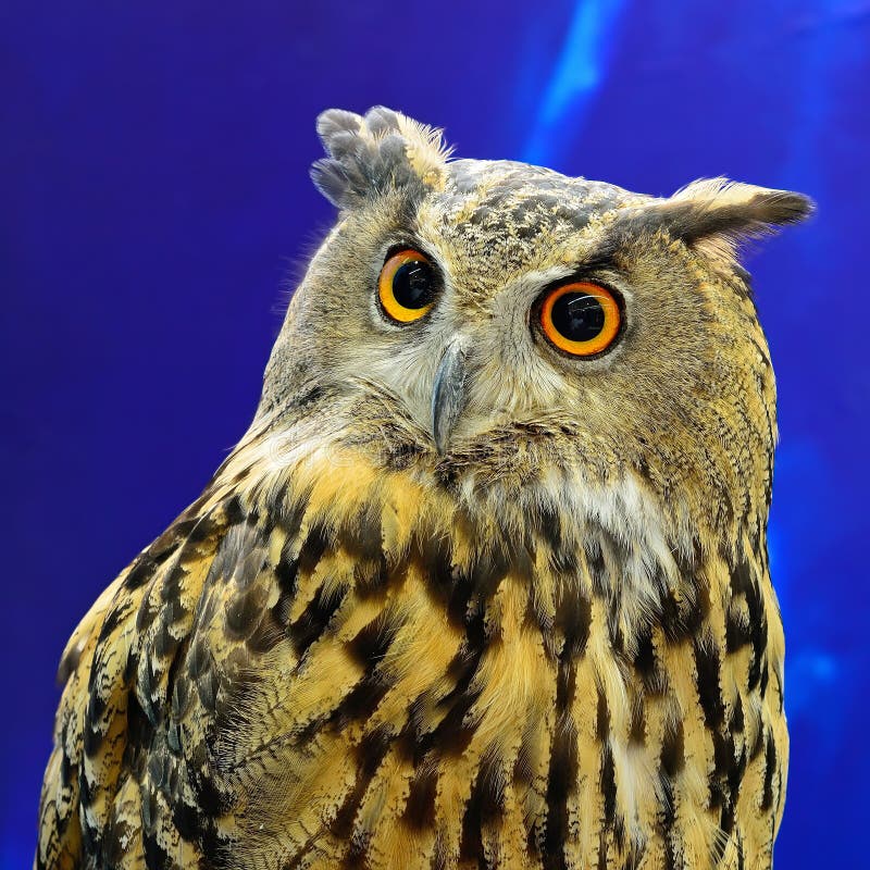 Eurasian Eagle Owl stock photo. Image of falconry, feathers - 32501826