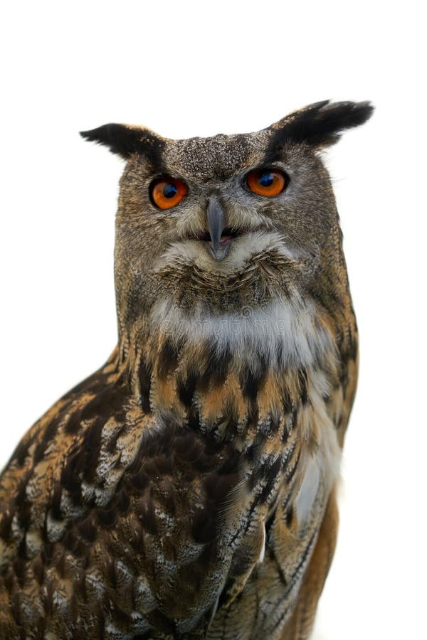 Eagle Owl stock image. Image of orange, ears, eurasian - 13737075