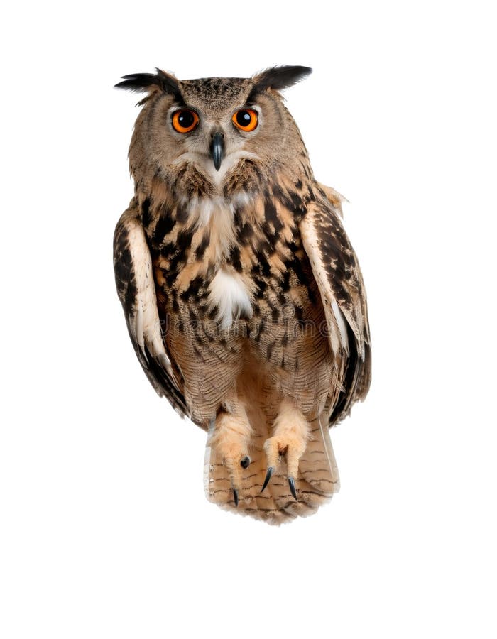 Eurasian Eagle Owl Isolated on Transparent Background, Looking Forward ...