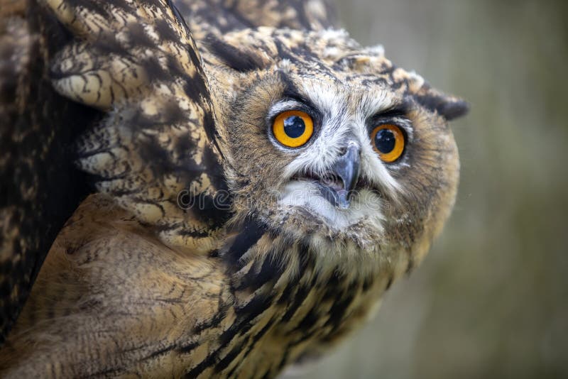 Owl Open Beak Stock Photos - Download 881 Royalty Free Photos